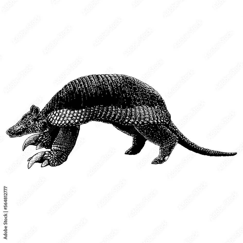 Giant Armadillo hand drawing. Vector illustration isolated on ...