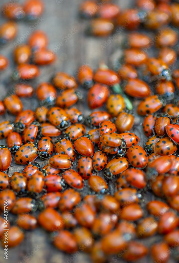 Abundance of lady bugs Stock Photo | Adobe Stock