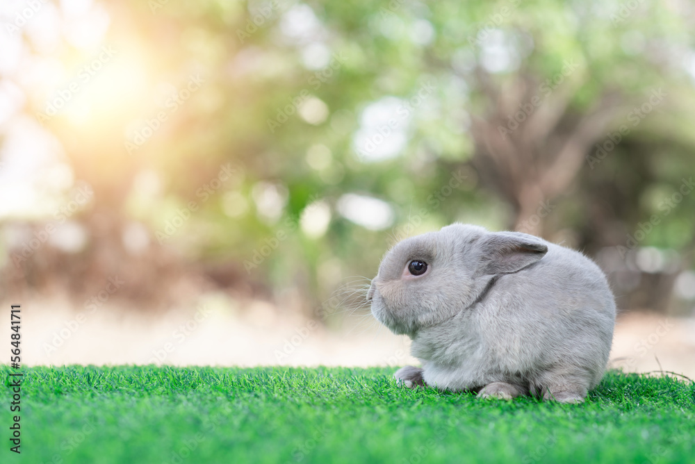 Adorable gray rabbit sit on green grass field, daylight blurry ...