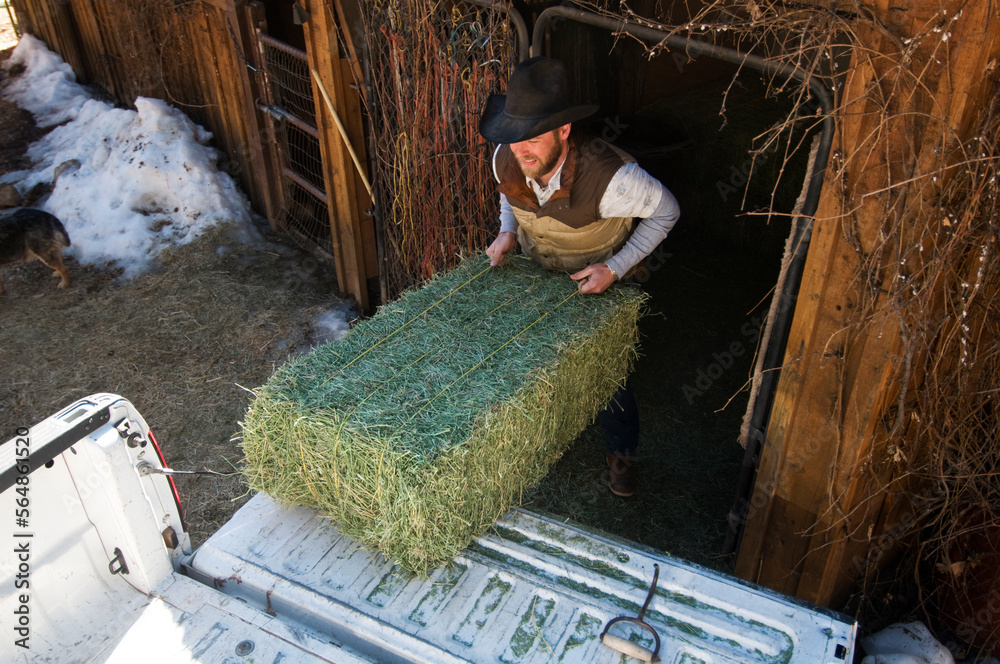 A male ranch hand, wearing western attire and a cowboy hat, loads hay ...