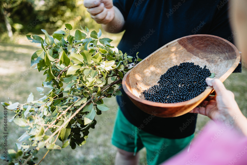 Mapuche people picking superfood maqui berry into wooden tray ...