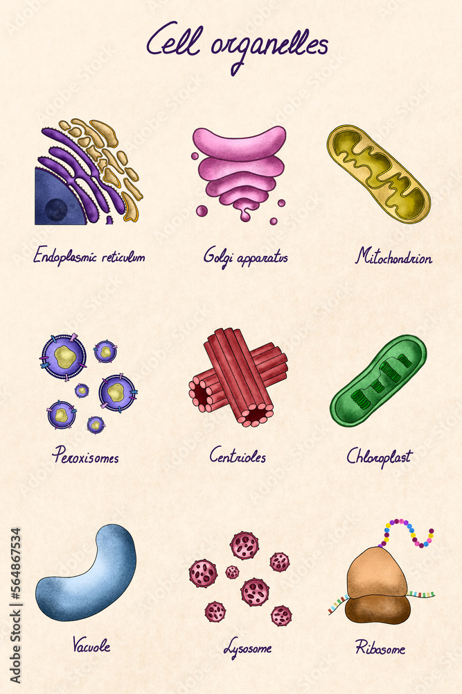 Collection of cell organelles illustration Stock Photo | Adobe Stock