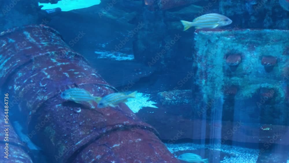 Old iron pipes under water, inhabited by corals, fish and other marine ...