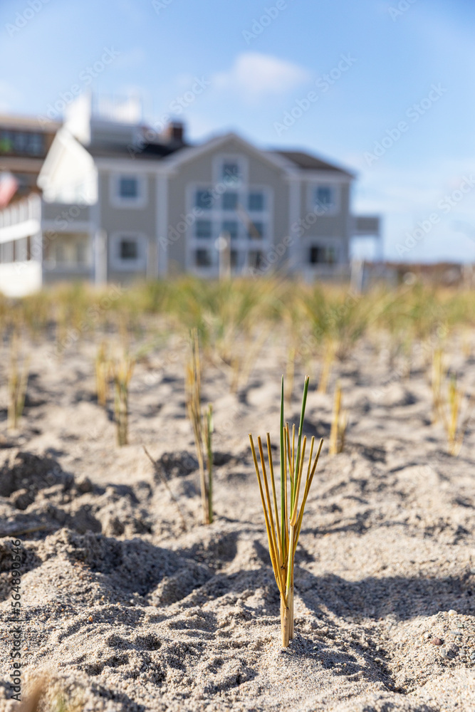 Dune Grass Planting Conservation Project on Beach Stock Photo | Adobe Stock