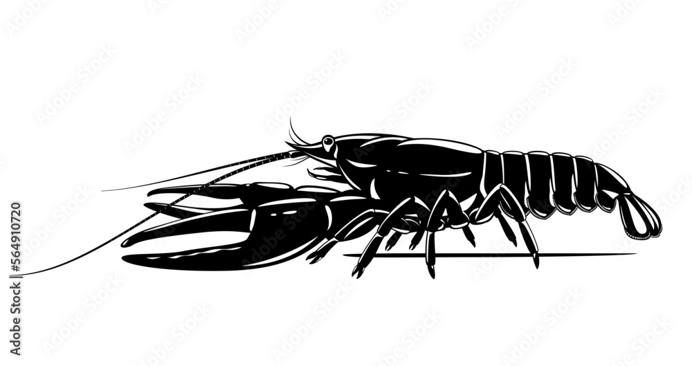 Realistic narrow-clawed crayfish black and white isolated illustration ...