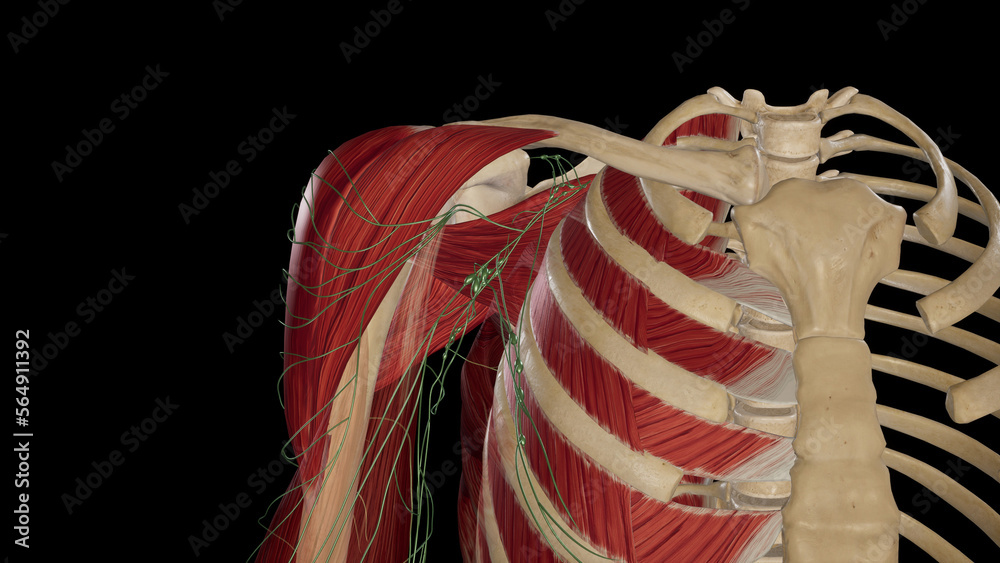 Axillary Lymph Nodes Stock Illustration | Adobe Stock