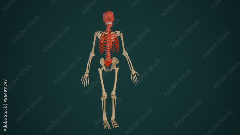 Colored Axial Skeleton Anatomy Stock Illustration | Adobe Stock
