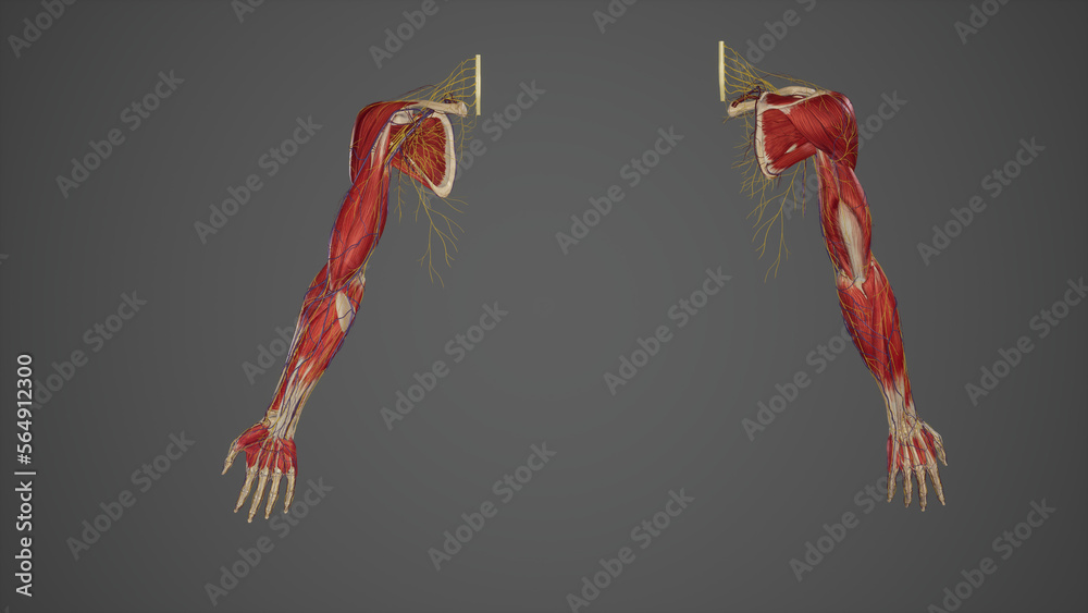 Full upper extremity arm 3d anatomy Stock Illustration | Adobe Stock