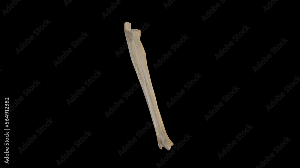 Lateral view of Right Forearm Bones Stock Illustration | Adobe Stock