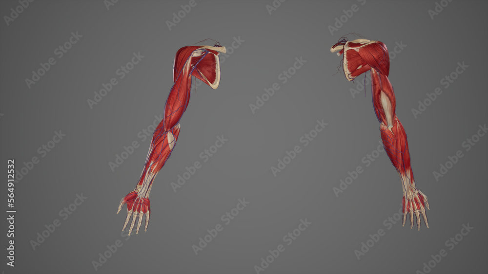 Muscles and vessels Anatomy of Upper Limb multiple views Stock ...