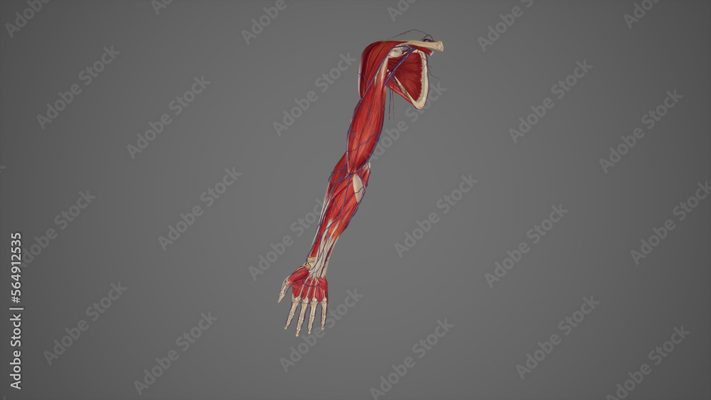 Muscles and vessels Anatomy of Upper Limb Stock Illustration | Adobe Stock