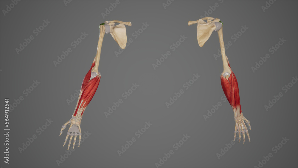 Muscles of forearm anterior and posterior view Stock Illustration ...