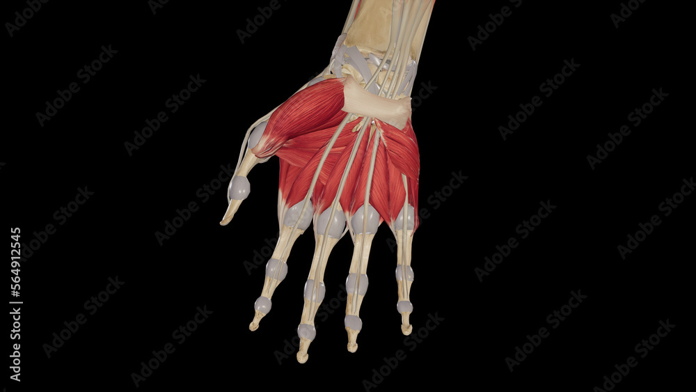 Muscles of Hand Palmar View Stock Illustration | Adobe Stock