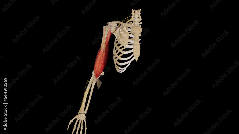 Musculocutaneous Nerve Stock Illustration | Adobe Stock