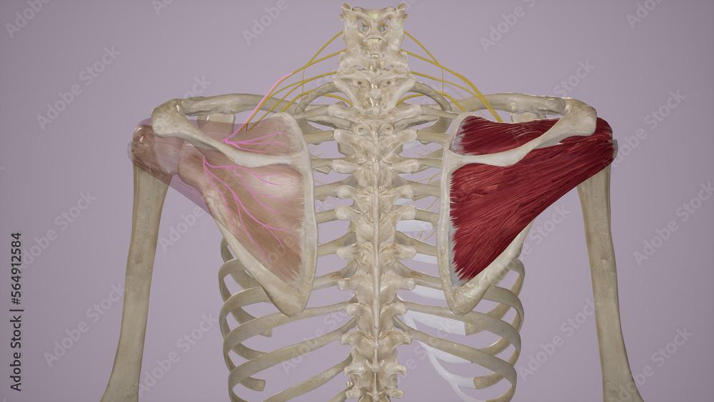 Nerve Supply of Supraspinatus and Infraspinatus Stock Illustration ...