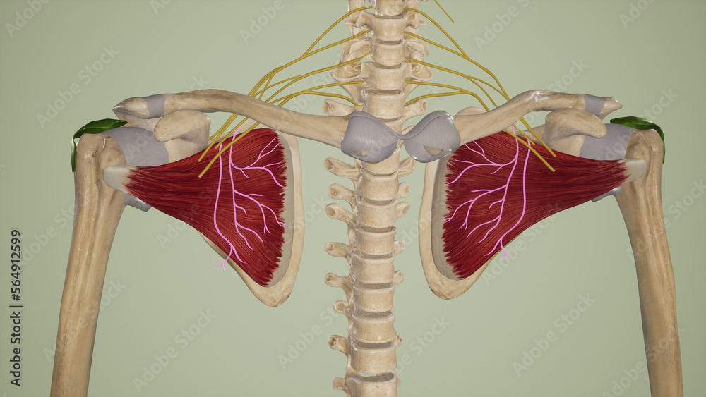 Nerve Supply to Subscapularis Stock Illustration | Adobe Stock