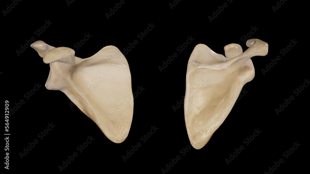 Scapula Anatomy Unlabeled