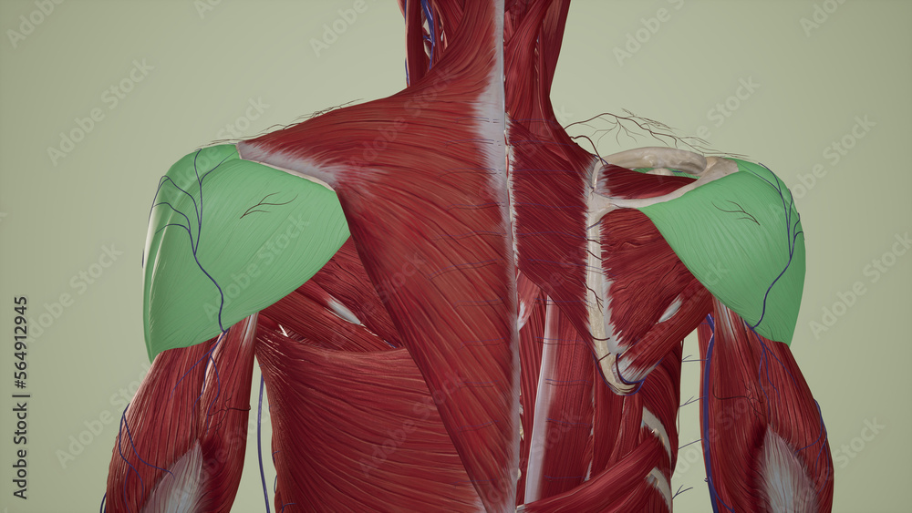 Medical Illustration of Shoulder Muscles-Deltoid Stock Illustration ...