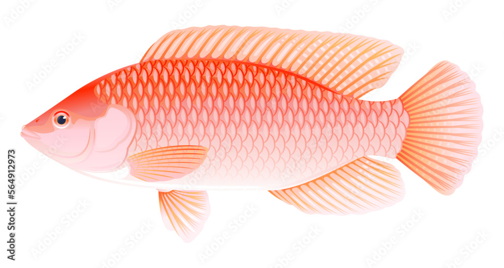 One red Nile tilapia fish in side view with big fins, high quality ...