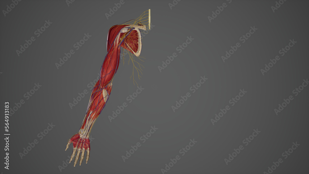 Upper limb with muscles-blood vessels and nerves Stock Illustration ...