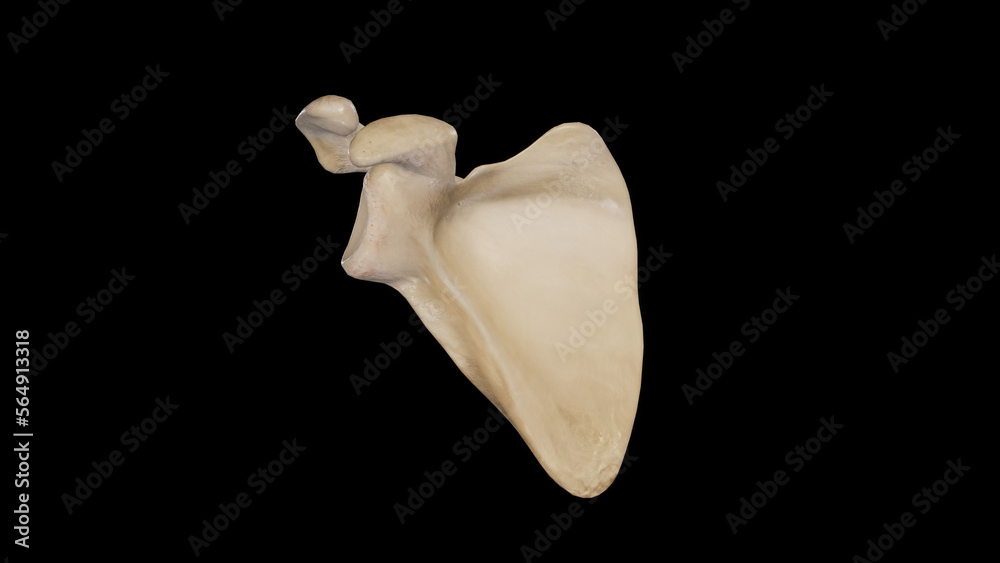 Anterior view of Right Scapula Stock Illustration | Adobe Stock