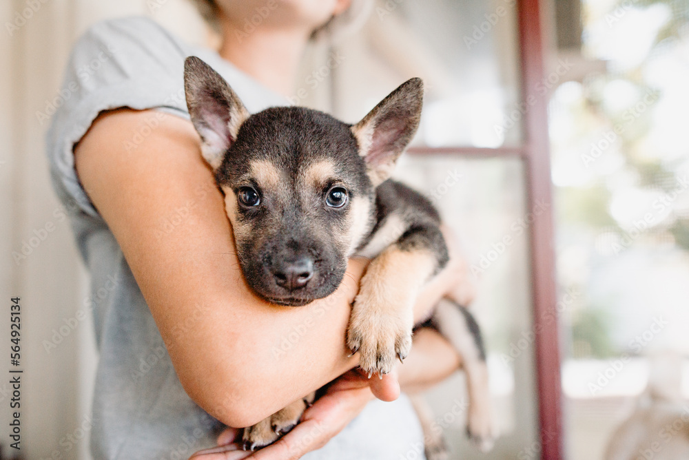 baby puppy cuddling in human arms Stock Photo | Adobe Stock