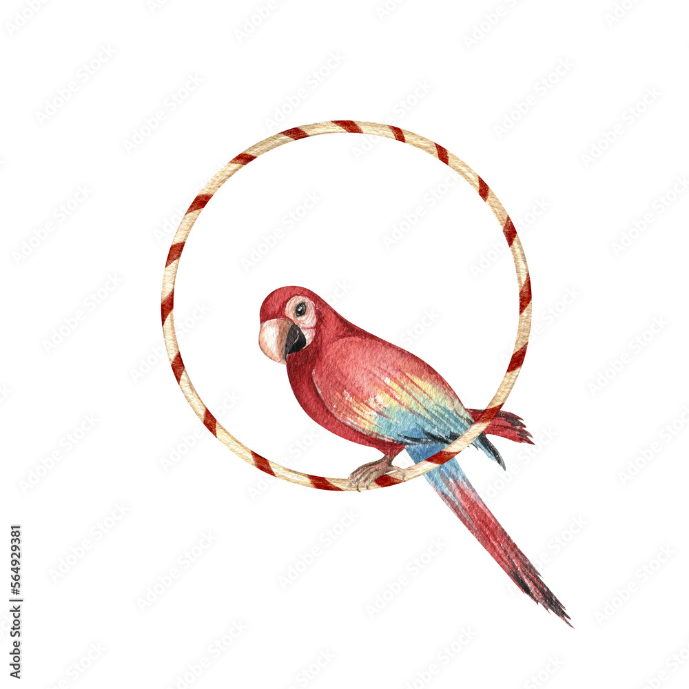 Beautiful macaw sitting on a hoop. Watercolor illustrations isolated on ...