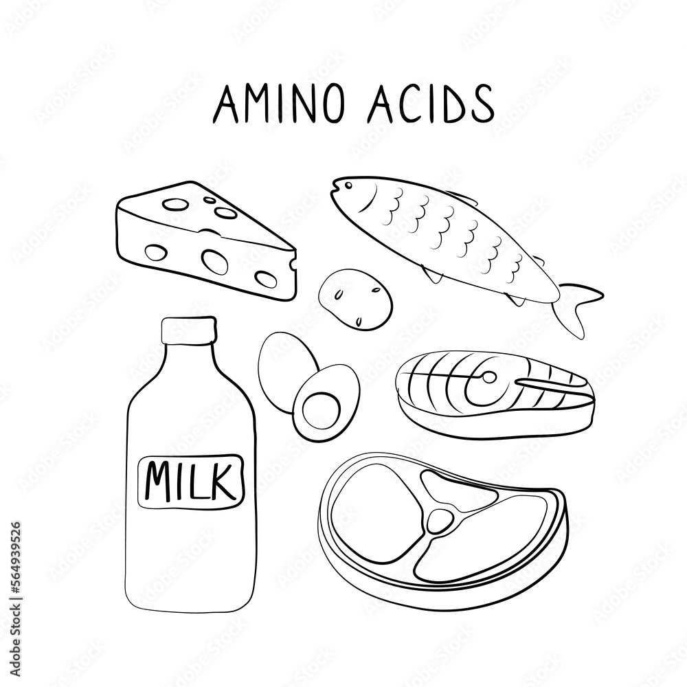 Amino acids-containing food. Groups of healthy products containing ...