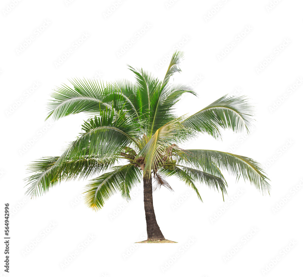 isolated big coconut tree on White Background.Large coconut trees ...