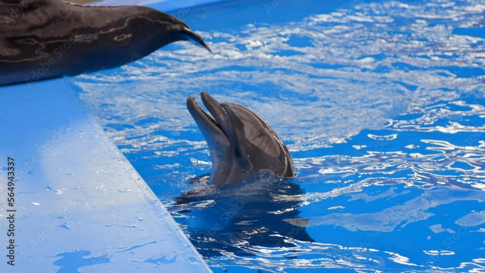 Marine artists bottlenose dolphins participate in the show program in the pool of the popular ...