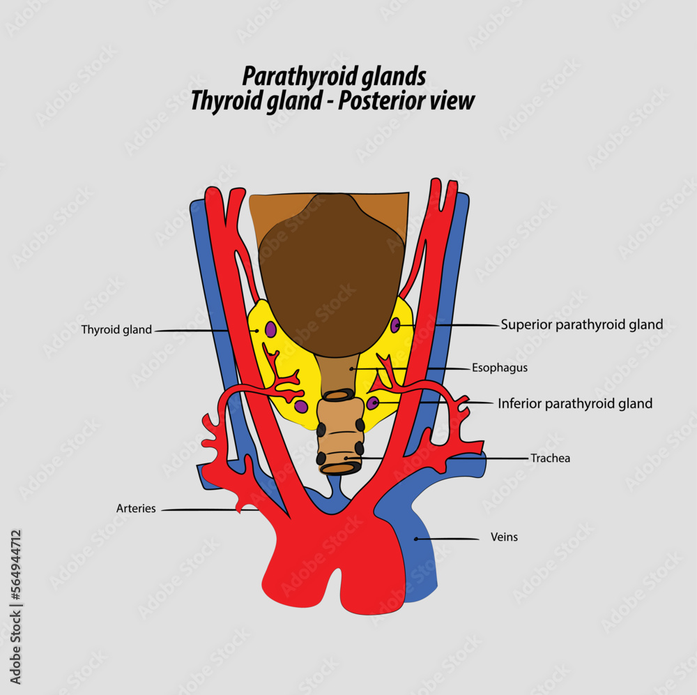 Thyroid posterior view Parathyroid glands vector vector labeled diagram ...