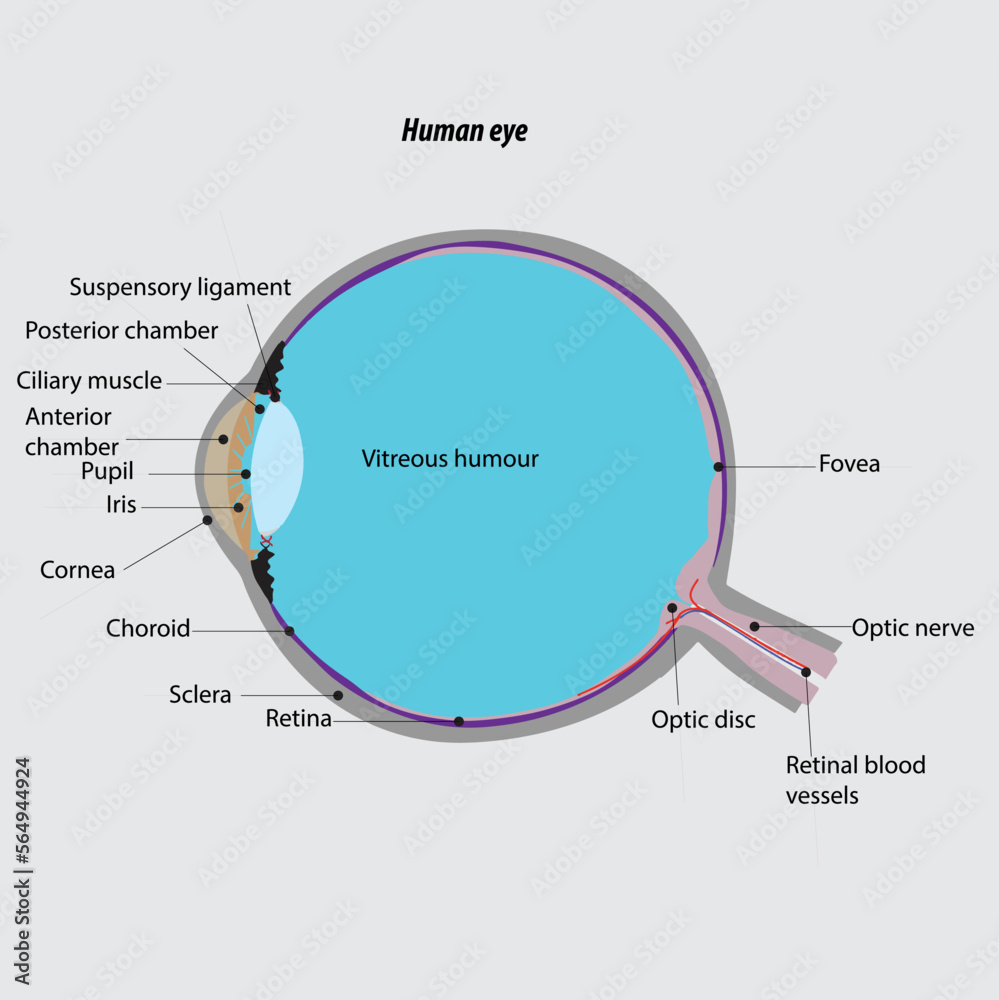 Parts of the human eye. eye anatomy. Human eye cross section ...