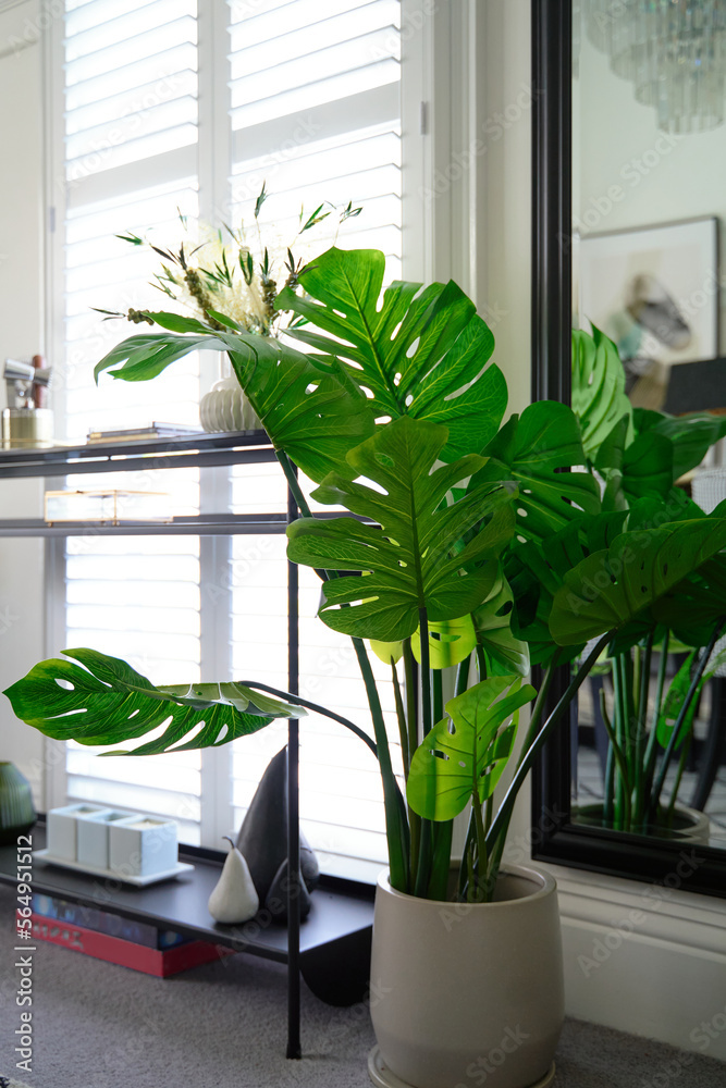 Large monstera plant Stock Photo | Adobe Stock