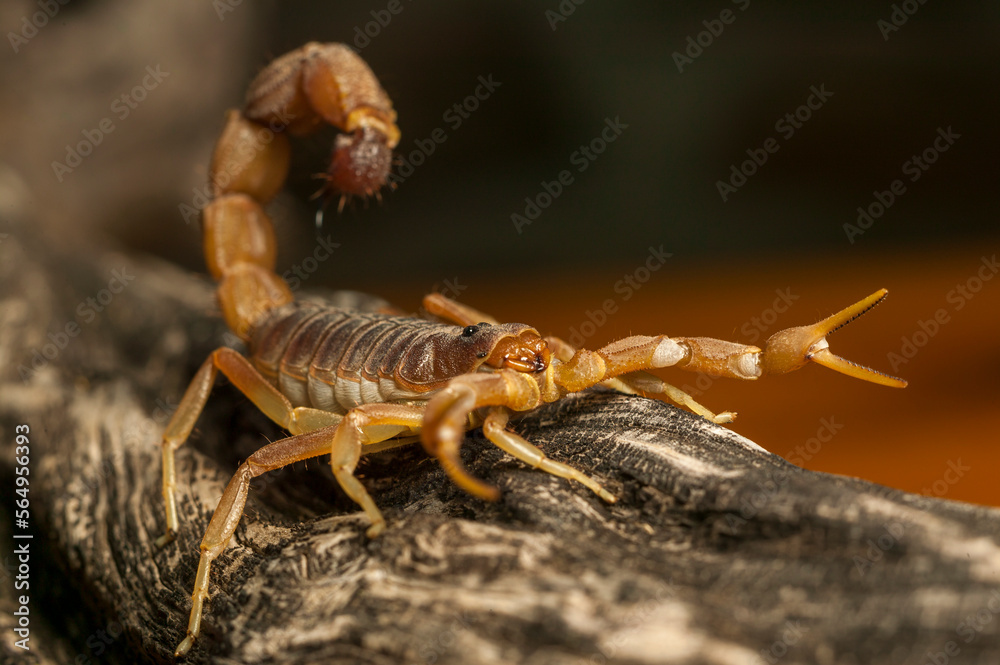Cape Thick-Tailed Scorpion (Parabuthus capensis). Highly venomous ...