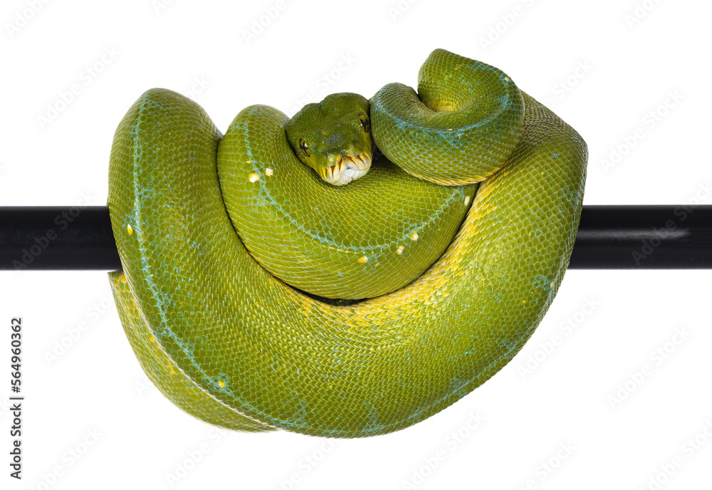Adult Green Tree Python aka Morelia viridis hanging over black pole ...