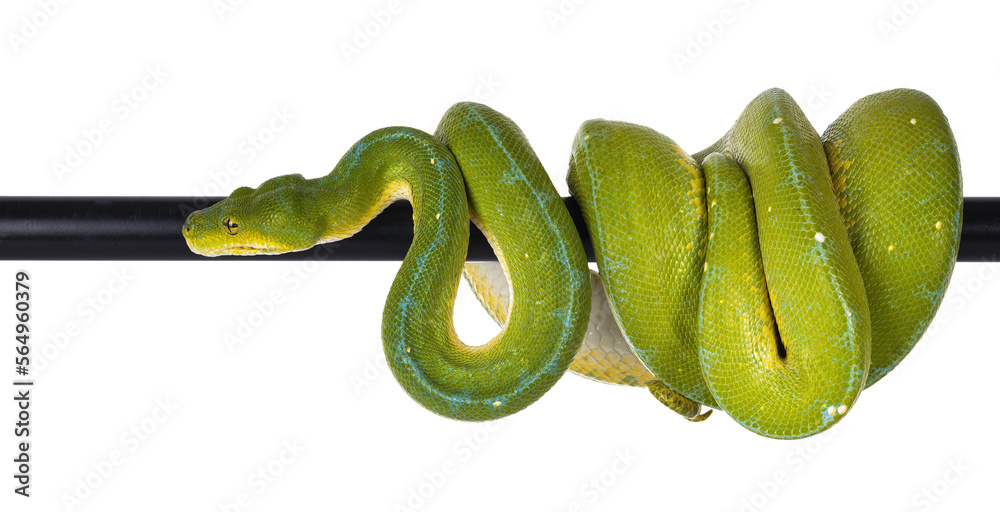 Adult Green Tree Python aka Morelia viridis hanging over black pole ...