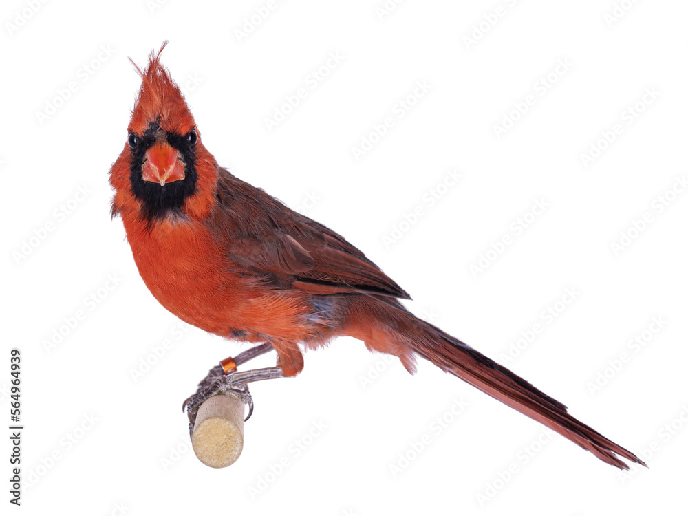 Male Northern Cardinal aka Cardinalis cardinalis bird, sitting on ...