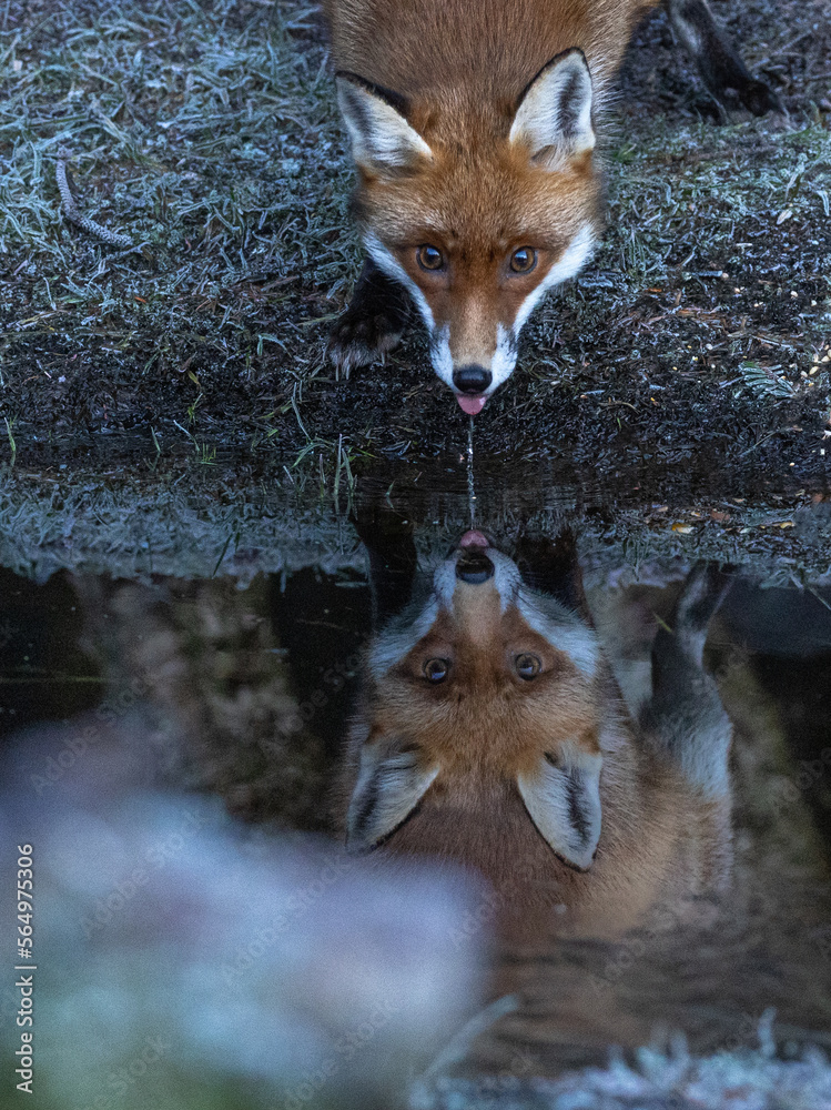 Red Fox (vixen) Stock Photo | Adobe Stock