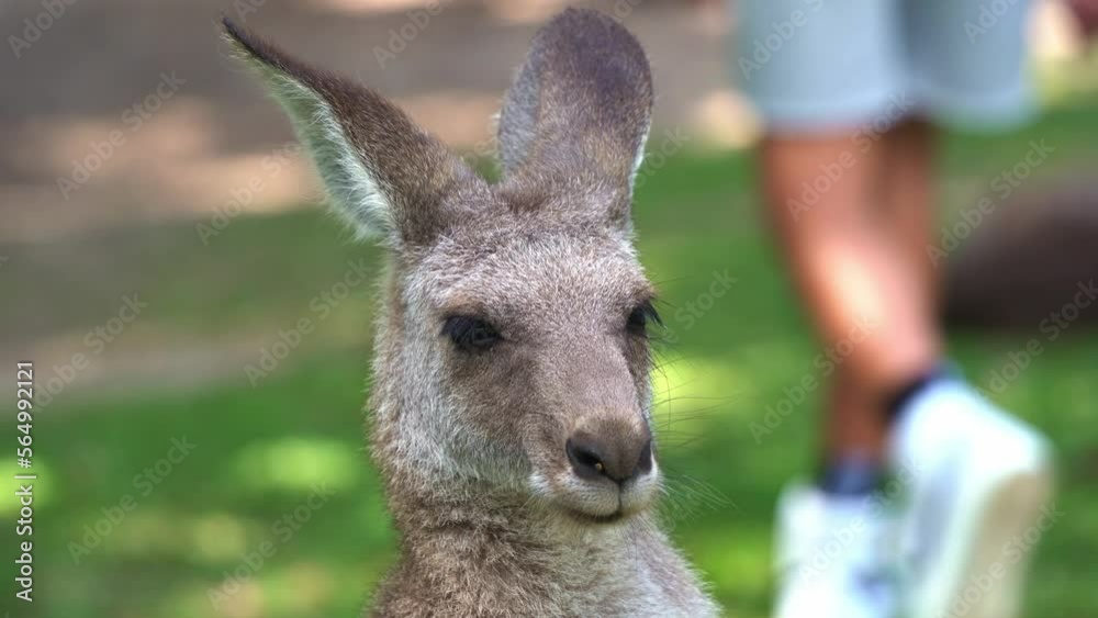 Wideo Stock: Extreme close up head shot of aneastern grey kangaroo ...