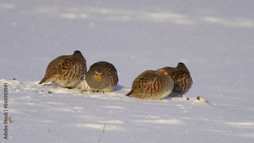 Grey partridge (Perdix perdix), also known as the gray-legged partridge ...