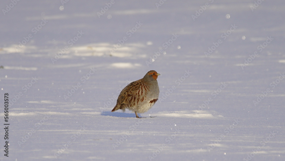 Grey partridge (Perdix perdix), also known as the gray-legged partridge ...