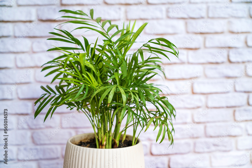 Green Parlor Palm in White Pot on White Bricks Wall Background Stock ...