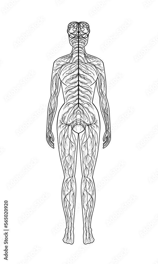 Schematic drawing of the human, brain and nervous system. Hand drawing ...