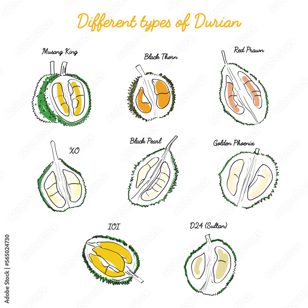 Different types of Durian in Malaysia, Singapore Stock Vector | Adobe Stock