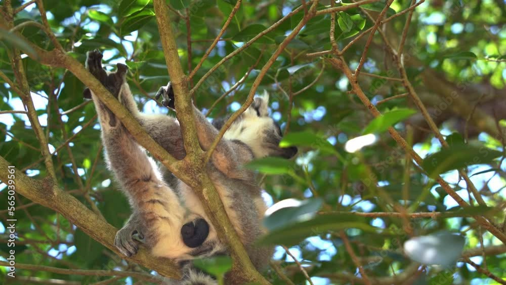 Tilt up close up shot capturing the enlarge testicle, external ...