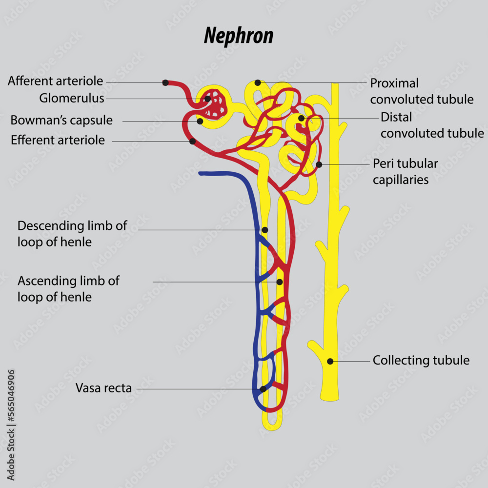 The structural and functional unit of the kidney and blood capillaries ... The structural and functional unit of the kidney and blood capillaries ...