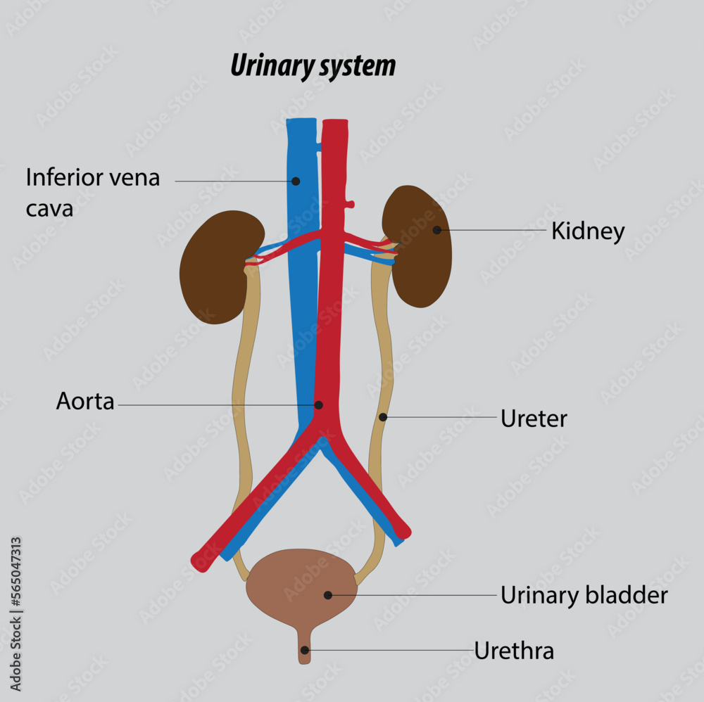 human urinary system. Kidney anatomy. Urinary system vector drawing. Stock Vector | Adobe Stock