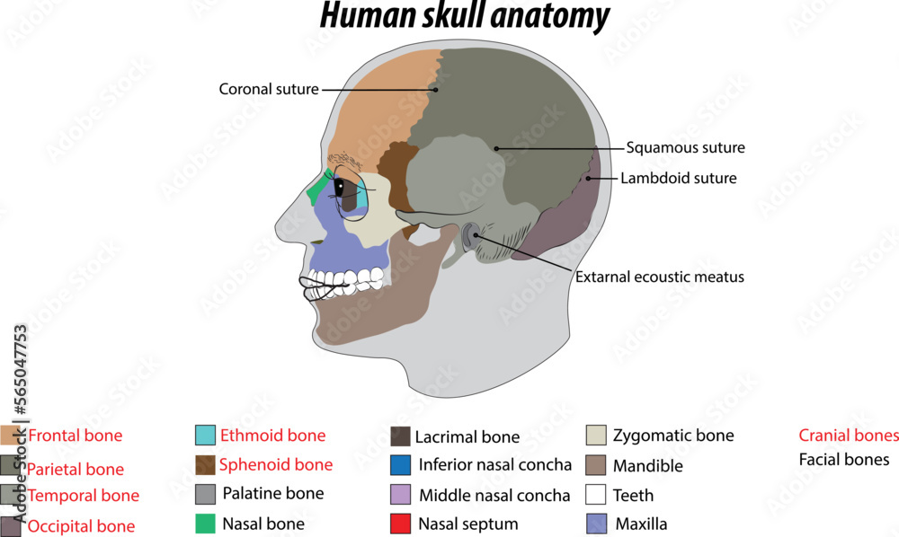 Vector cranial bones and facial bones labeled diagram infographic Stock ...