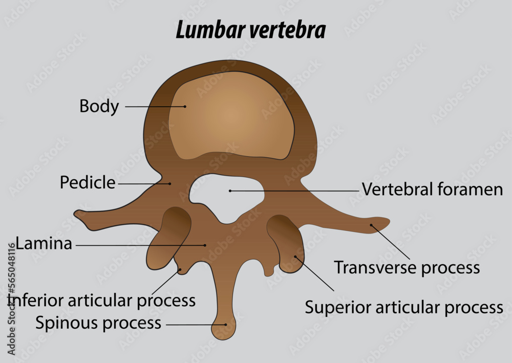 Lumbar vertebra labeled vector drawing Stock Vector | Adobe Stock