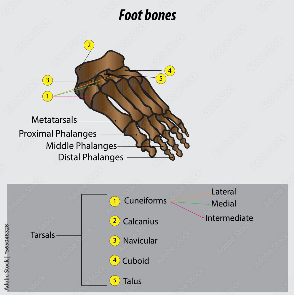 Vector infographic drawing of human foot human foot anatomy drawing ...